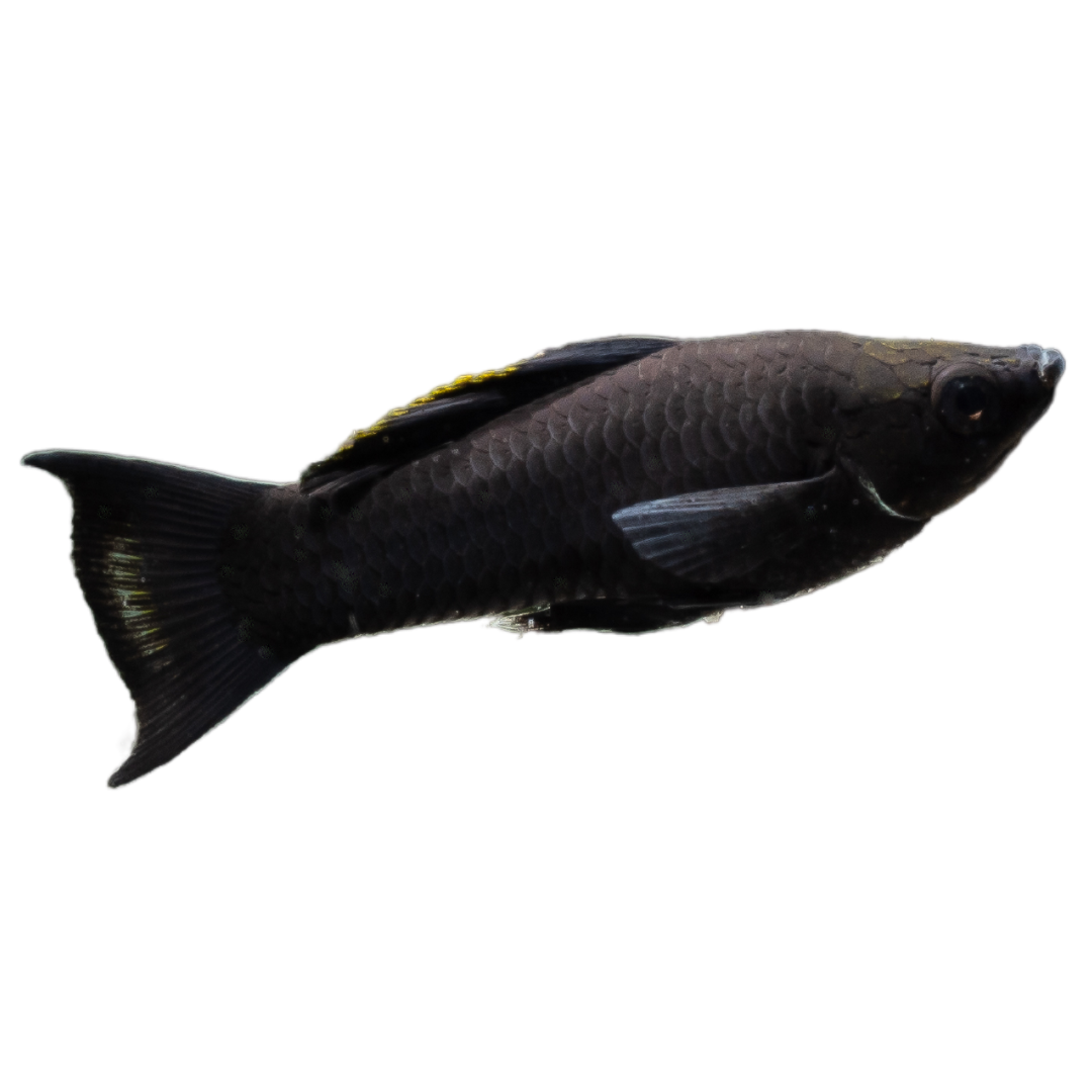 MISC. FISH – Foxy Saltwater Tropicals