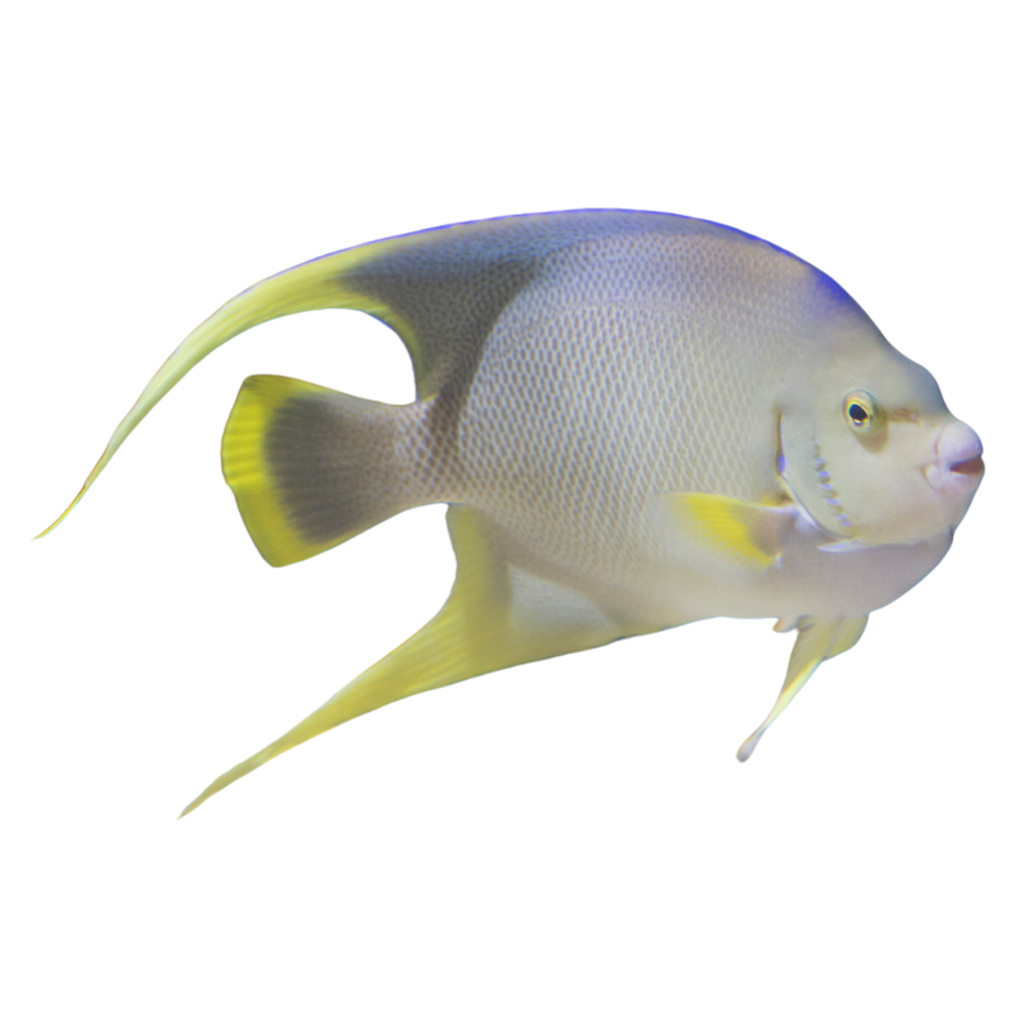 Saltwater Angelfish Collection | Foxy Saltwater Tropicals