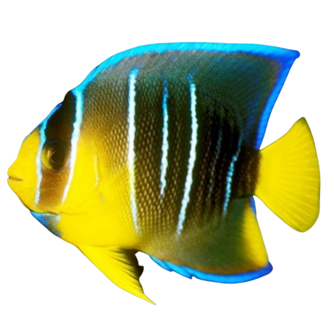 Saltwater Angelfish Collection | Foxy Saltwater Tropicals