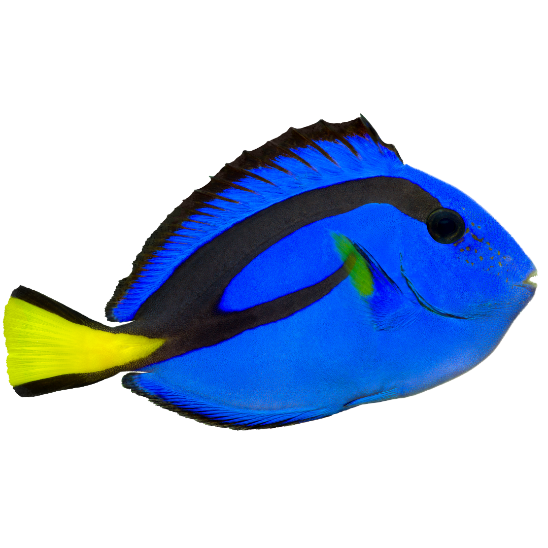 Saltwater Fish For Sale – Foxy Saltwater Tropicals