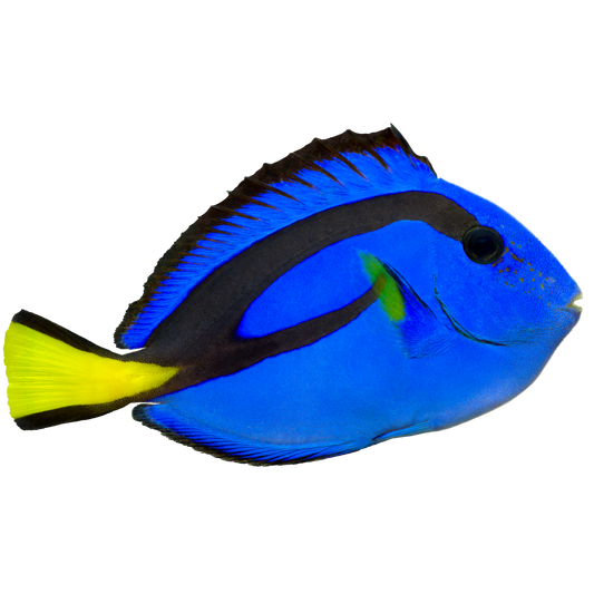 Atlantic Tang | Surgeon Fish For Sale – Foxy Saltwater Tropicals