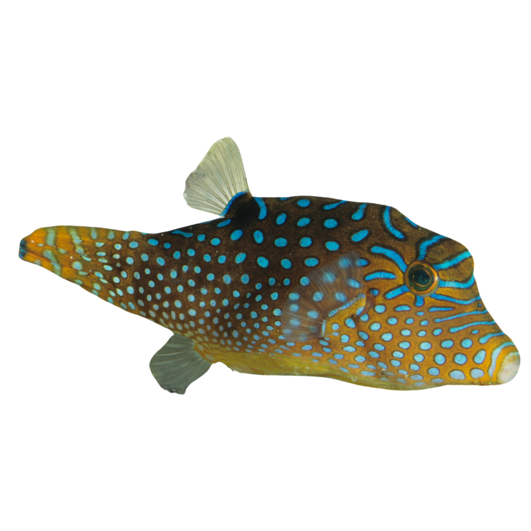Buy Puffer Fish Collection | Foxy Saltwater Tropicals
