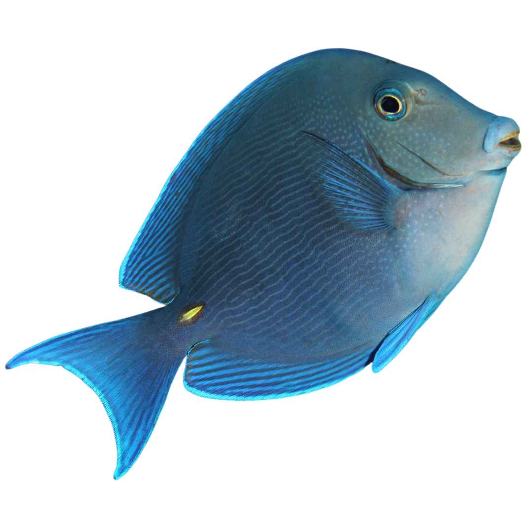Saltwater Fish For Sale – Foxy Saltwater Tropicals