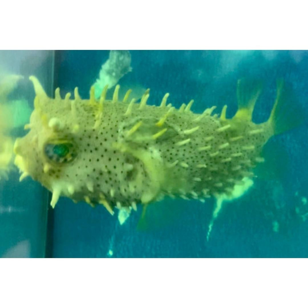 Buy Puffer Fish Collection | Foxy Saltwater Tropicals