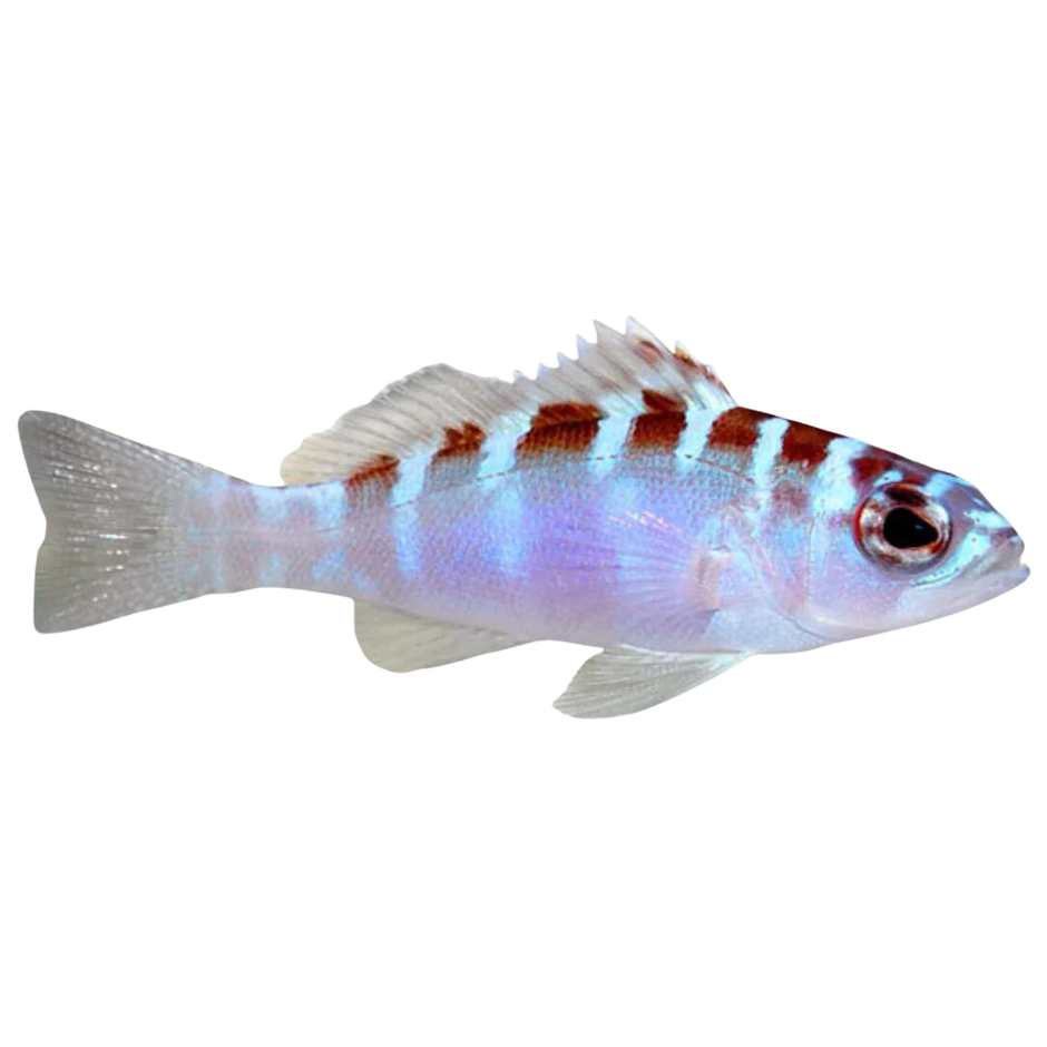 Basslet Fish For Sale – Foxy Saltwater Tropicals