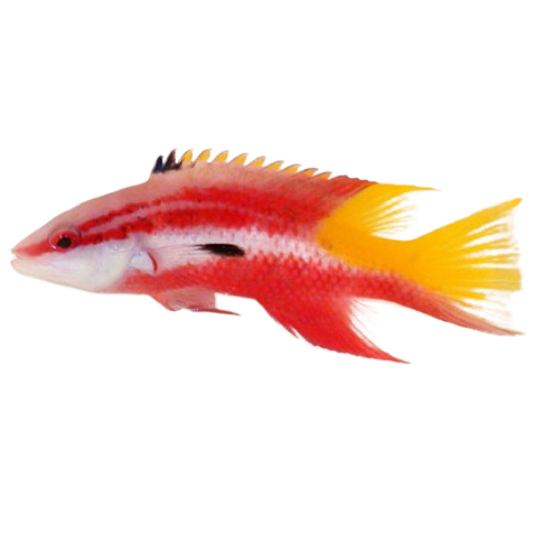 Shop Hogfish Collection | Foxy Saltwater Tropicals