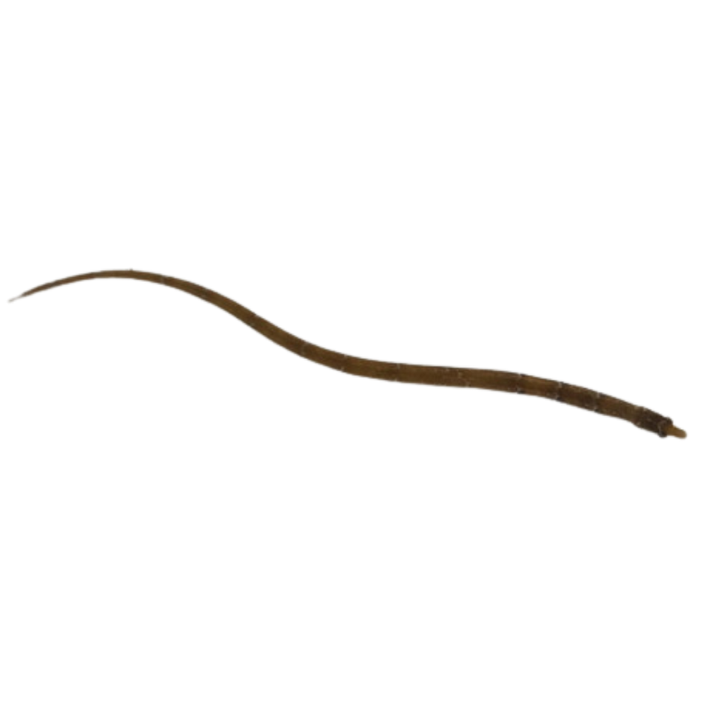 Dwarf Pipefish – Foxy Saltwater Tropicals