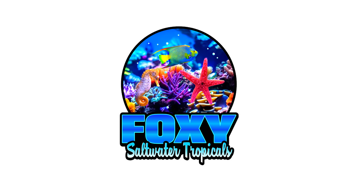 Regal Sea Fan – Foxy Saltwater Tropicals