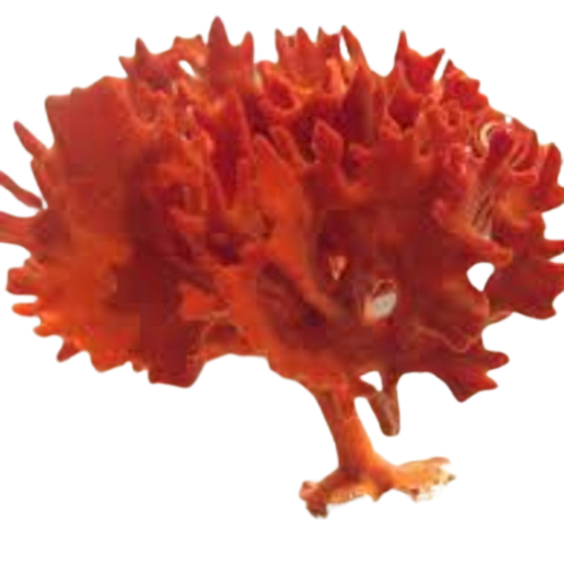 Red Frilly Sponge – Foxy Saltwater Tropicals