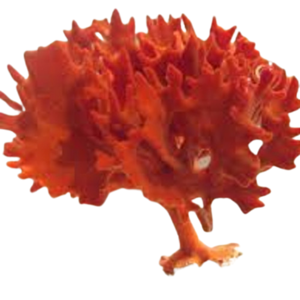 Red Frilly Sponge – Foxy Saltwater Tropicals