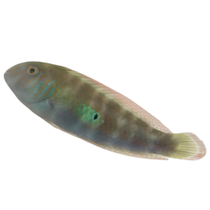 Green Razor Wrasse – Foxy Saltwater Tropicals