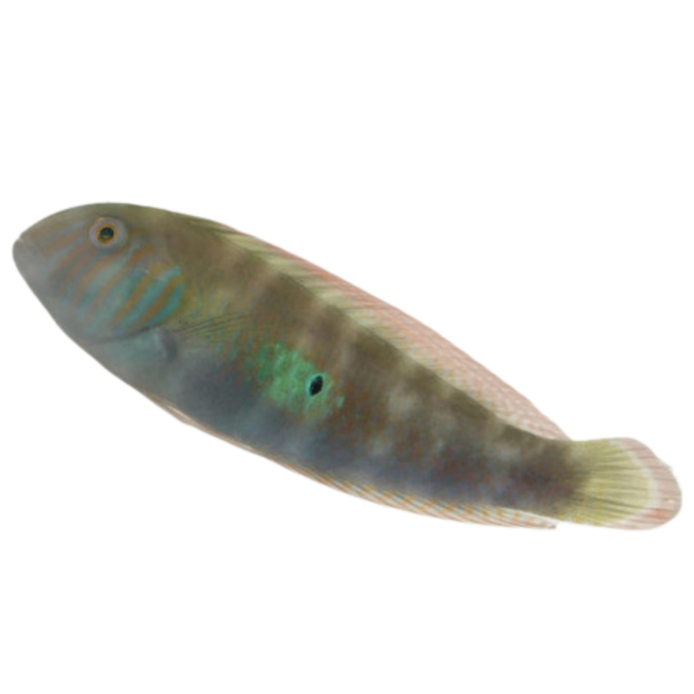 Green Razor Wrasse – Foxy Saltwater Tropicals
