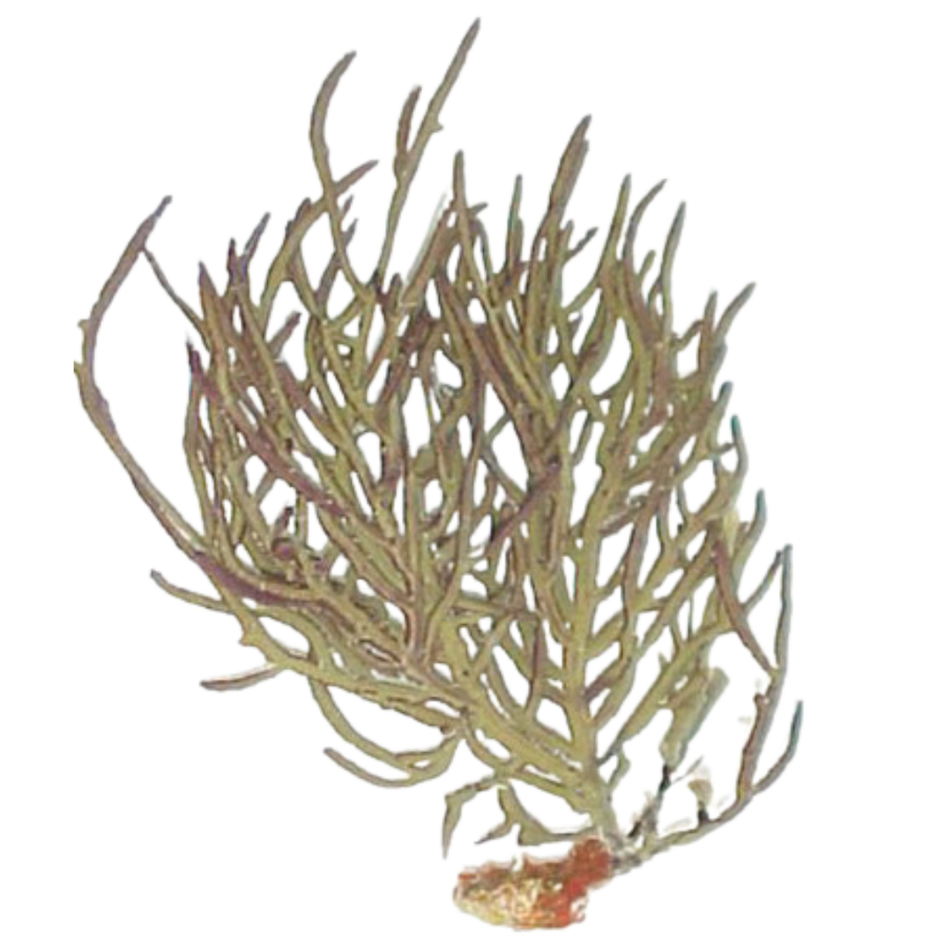 Gorgonian For Sale | Gorgonian Coral | Super Low Prices – Foxy ...