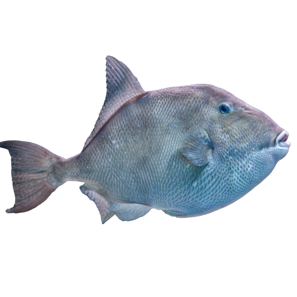 Gray Trigger (Large 5-8 inches) – Foxy Saltwater Tropicals