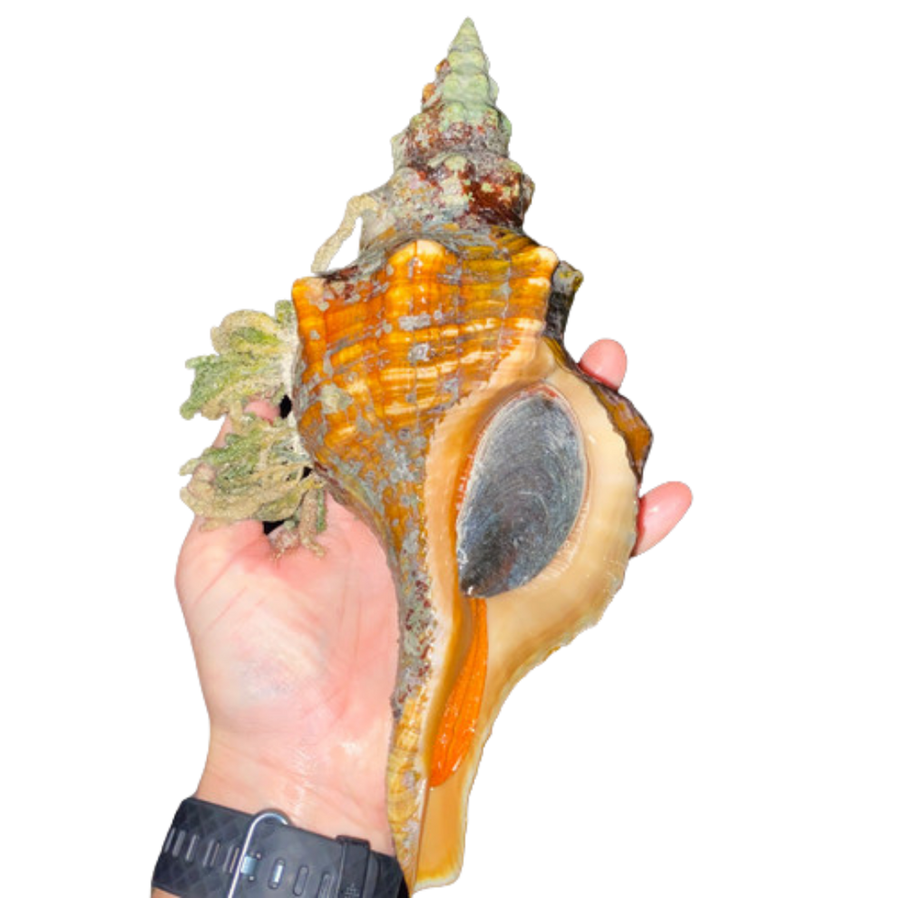 Horse Conch Snail – Foxy Saltwater Tropicals