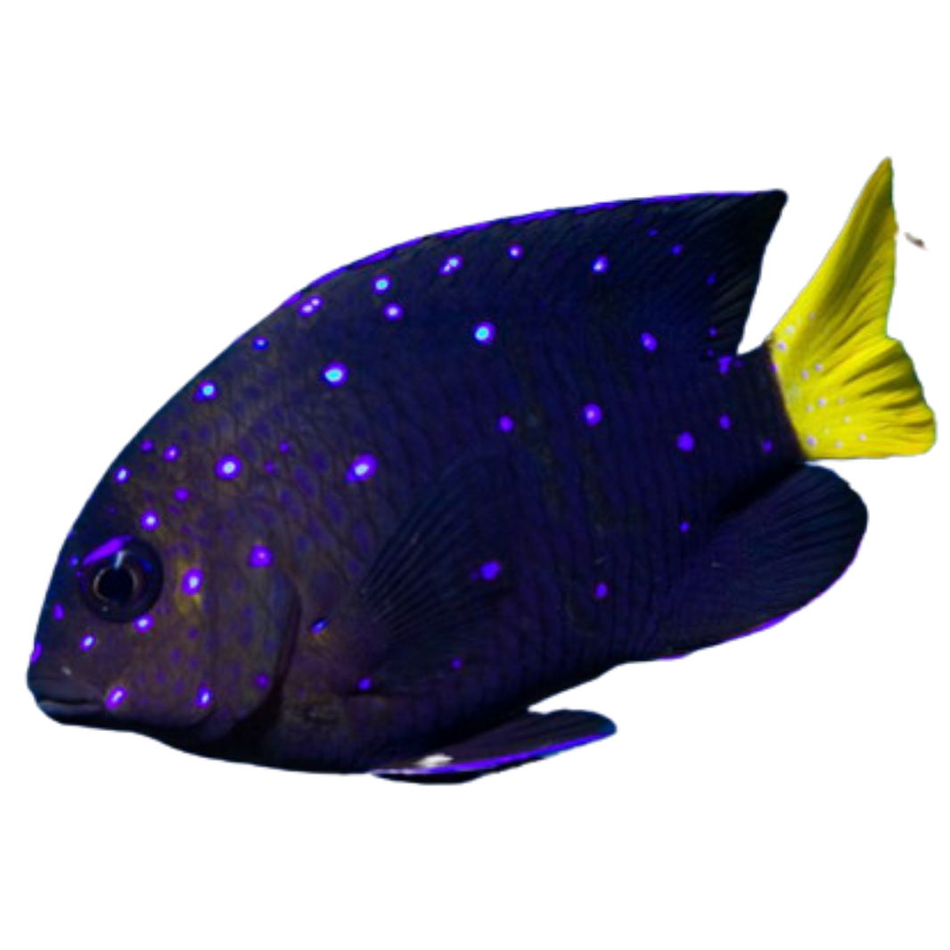 Damsel Saltwater Fish For Sale – Foxy Saltwater Tropicals