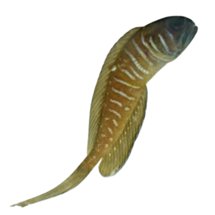 Saltwater Jawfish For Sale – Foxy Saltwater Tropicals