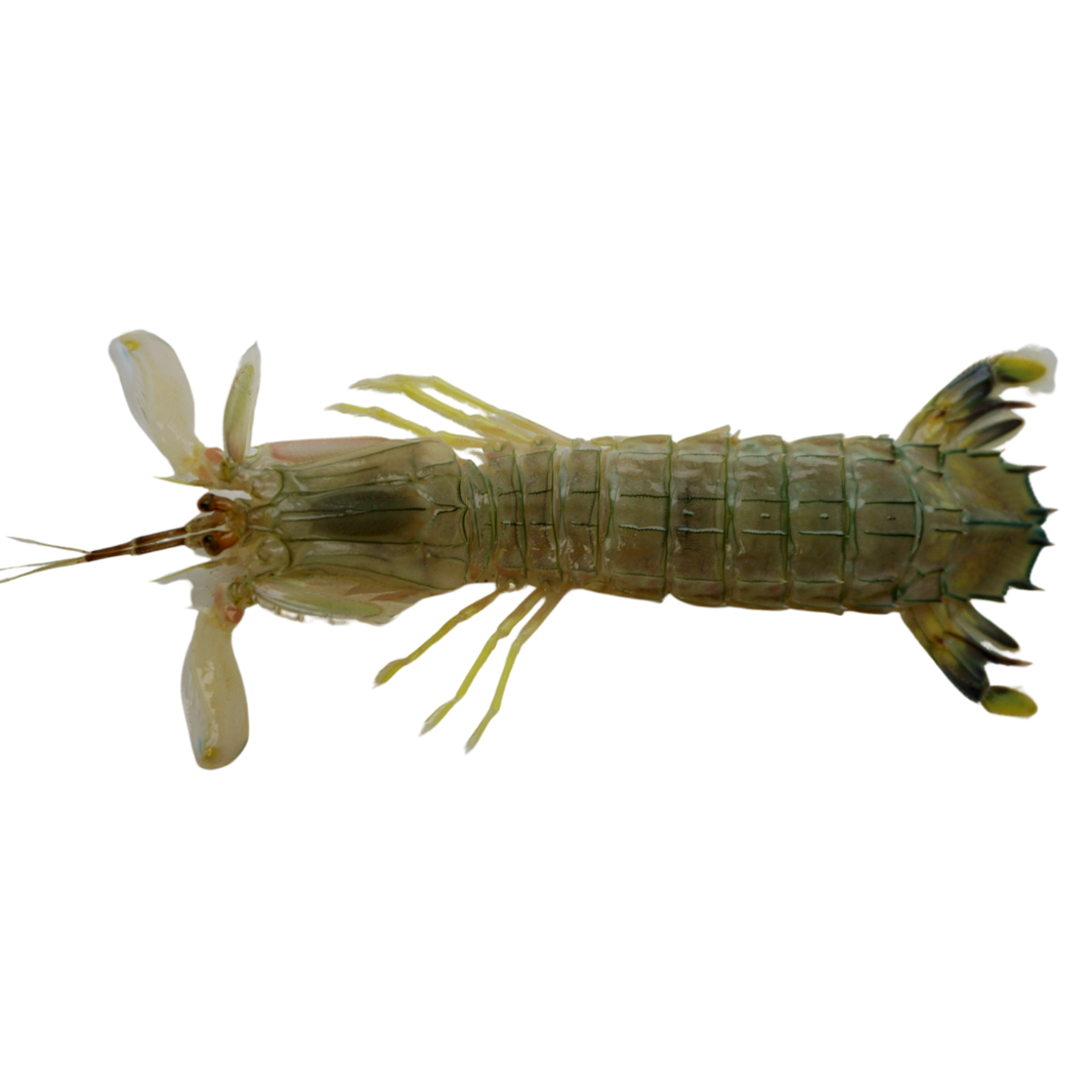 Saltwater Shrimp For Sale – Foxy Saltwater Tropicals