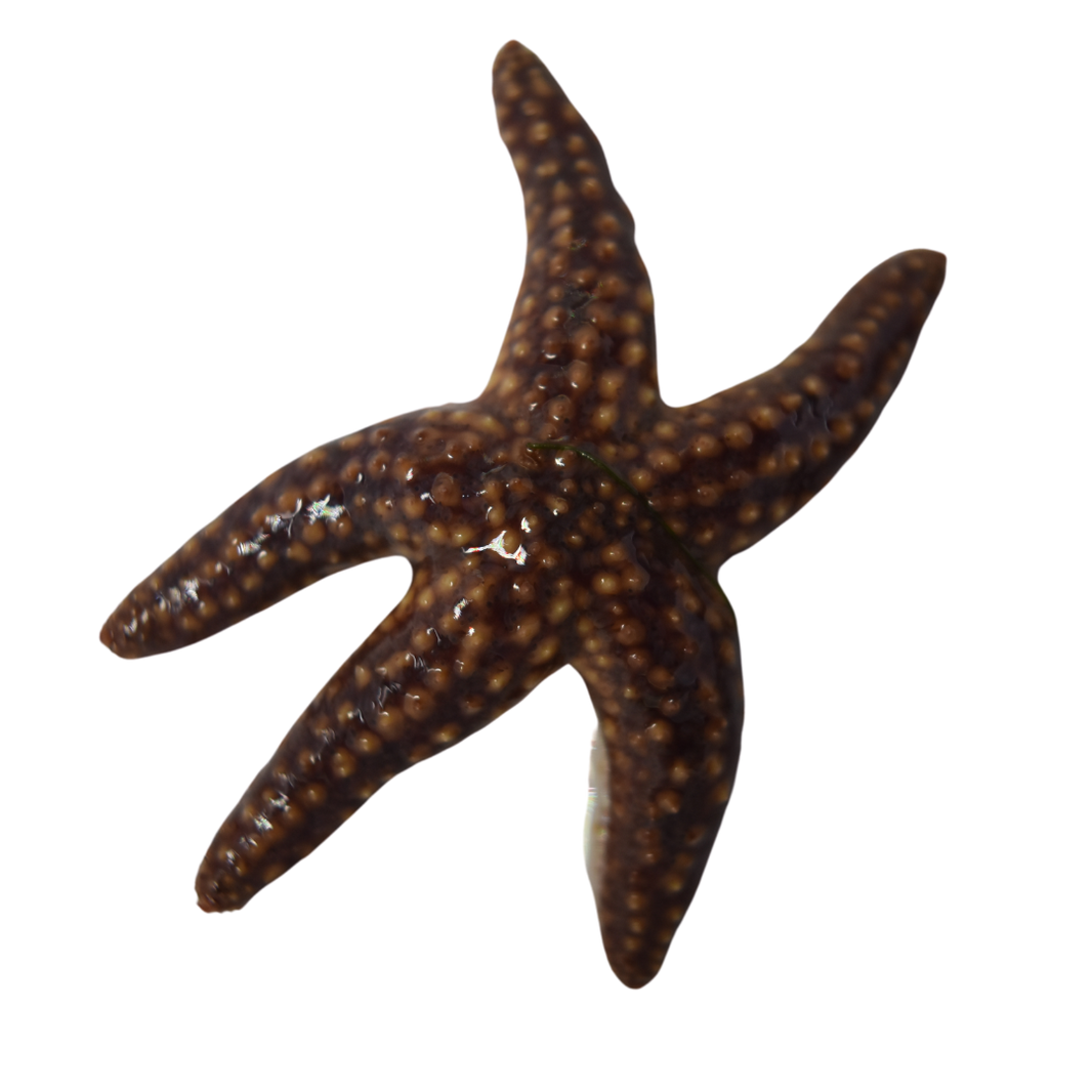 Saltwater Starfish for Sale | Live Starfish | Foxy Saltwater Tropicals