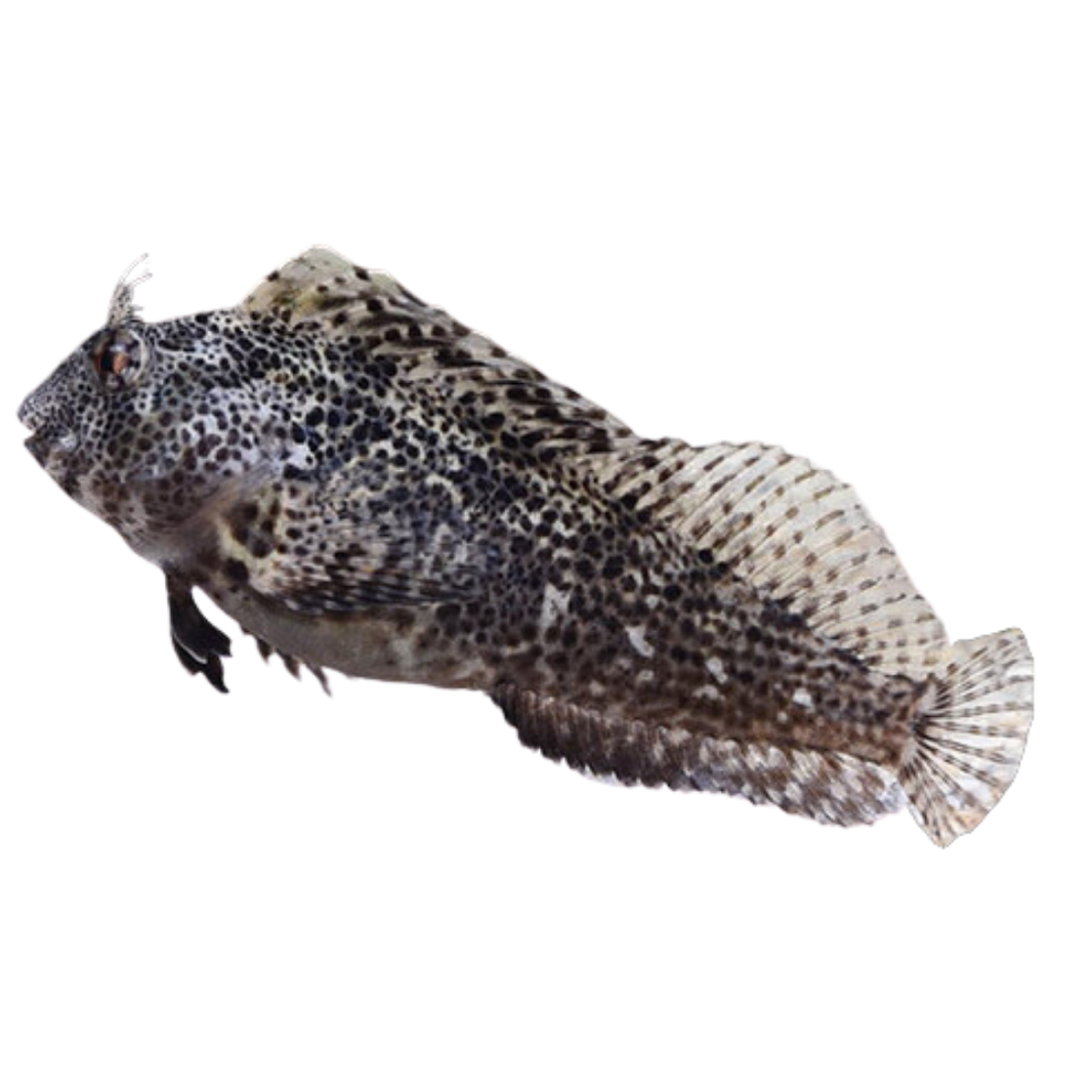 BLENNIES Fish For Sale – Foxy Saltwater Tropicals