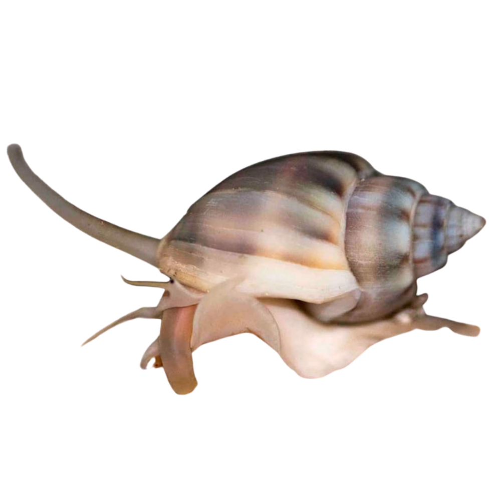 Nassarius Snail (vibex) – Foxy Saltwater Tropicals