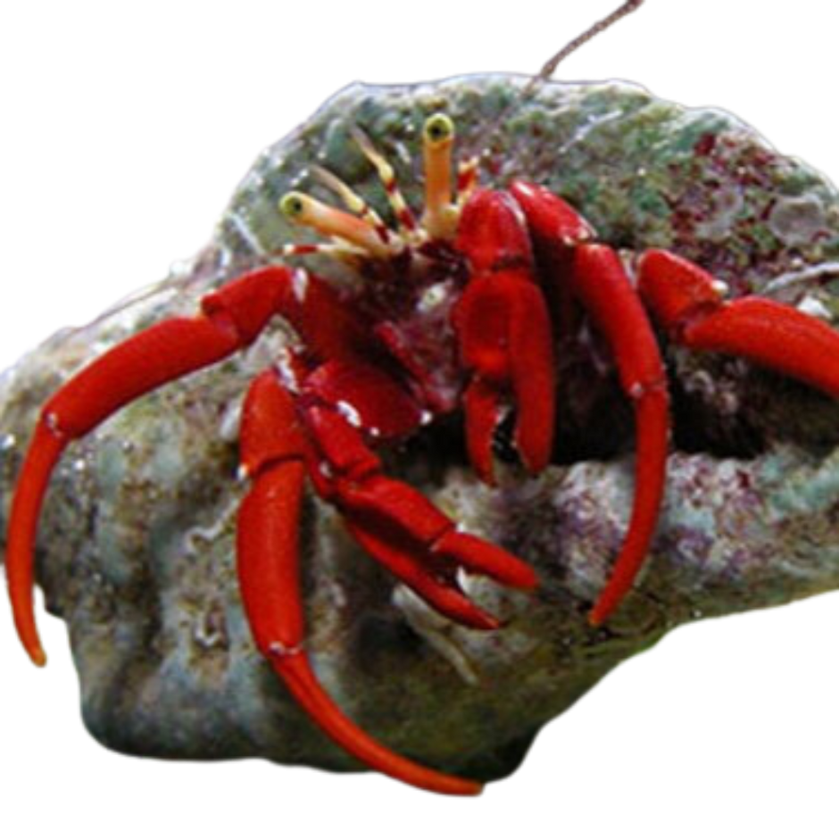 Saltwater Crabs for Sale | Emerald, Hermit & More | Shop Now – Foxy ...