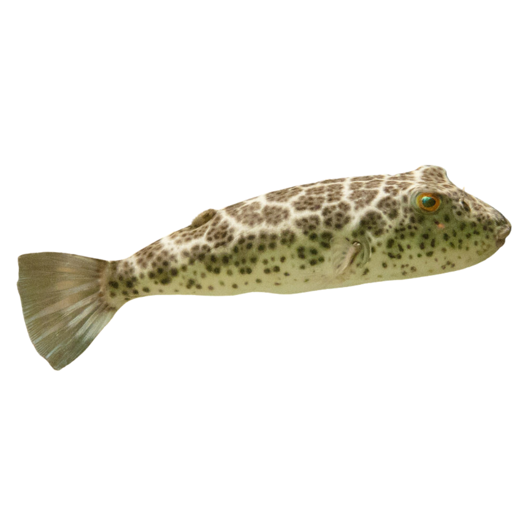 Buy Puffer Fish Collection | Foxy Saltwater Tropicals