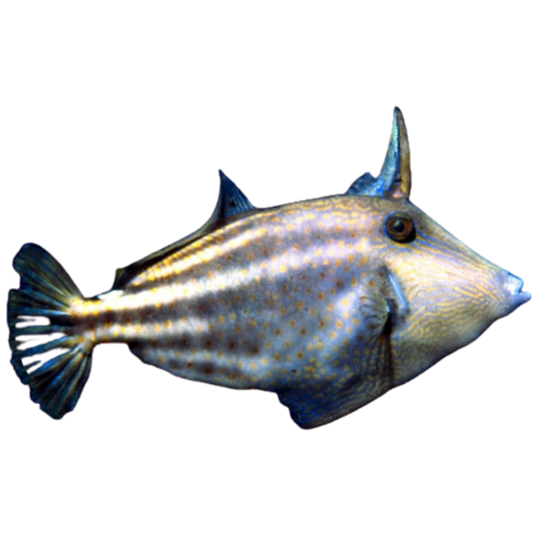 Filefish For Sale – Foxy Saltwater Tropicals