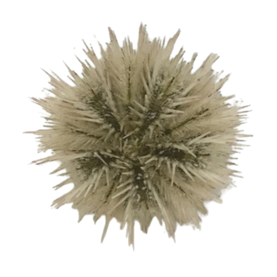 Buy Pin Cushion Urchins Online | Foxy Saltwater Tropicals