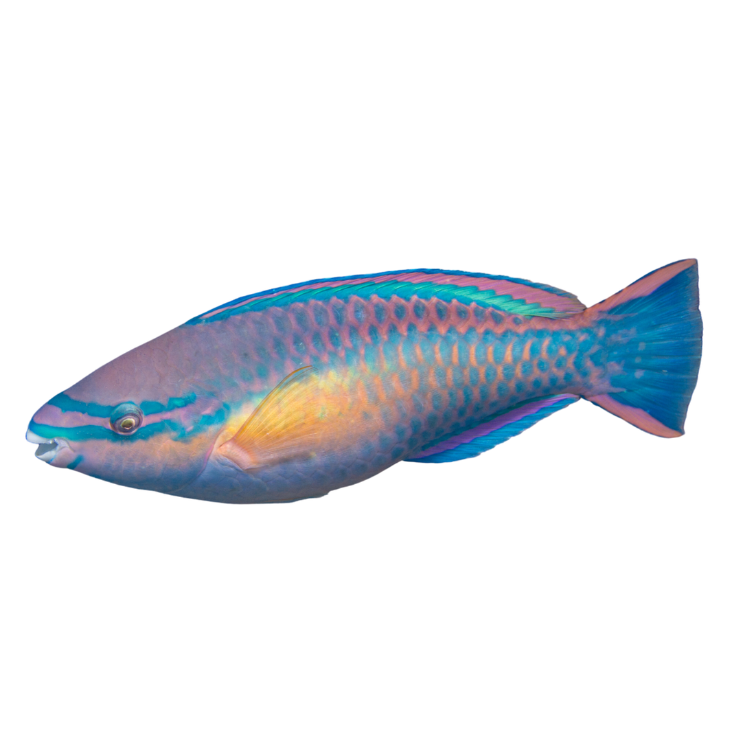 Parrotfish For Sale – Foxy Saltwater Tropicals
