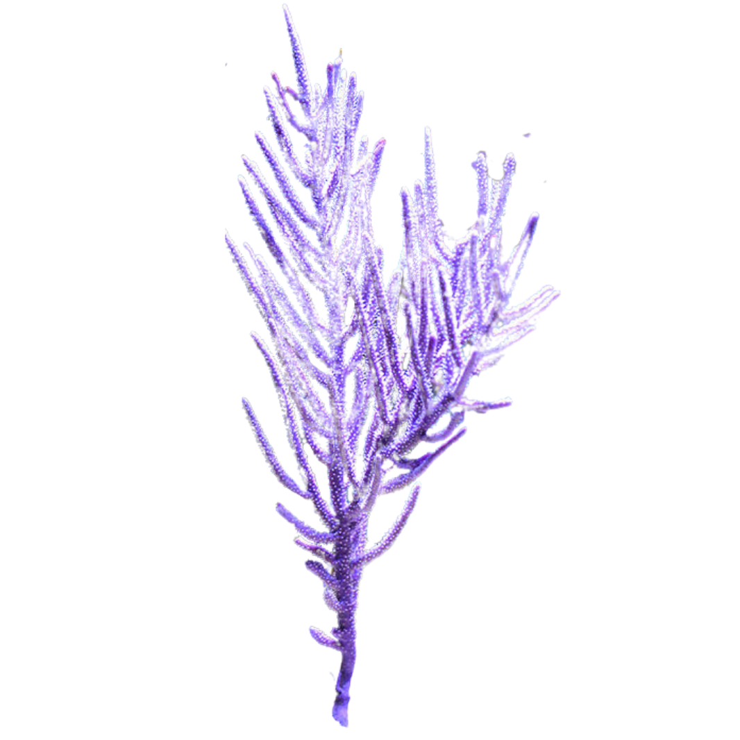Gorgonian For Sale | Gorgonian Coral | Super Low Prices – Foxy ...