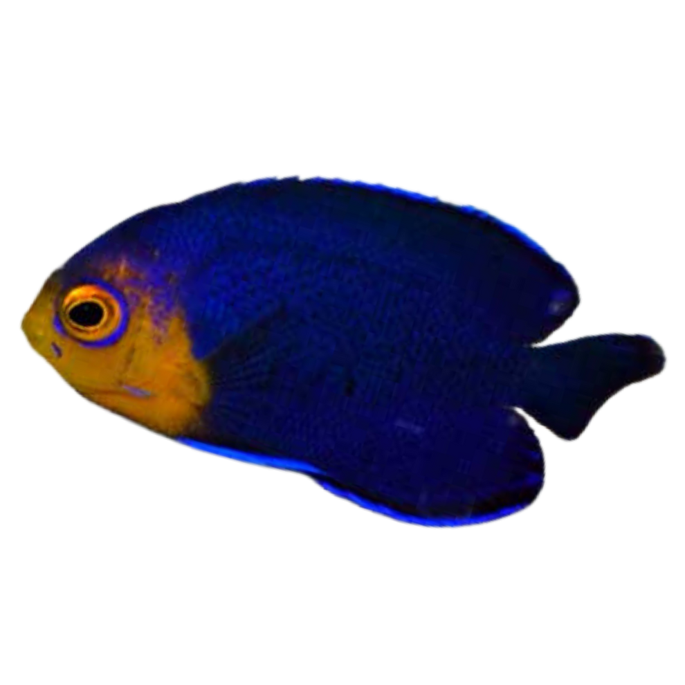Pygmy (cherub) Angelfish – Foxy Saltwater Tropicals
