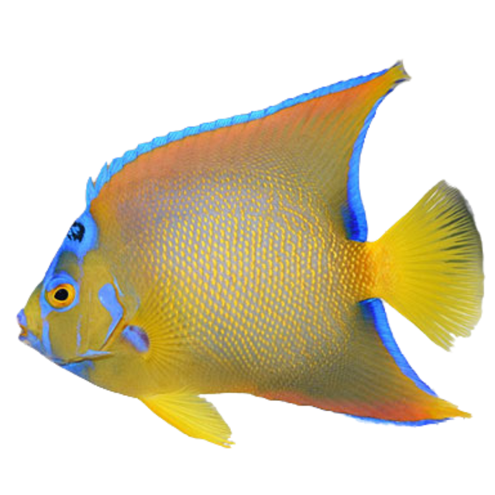 Saltwater Angelfish Collection | Foxy Saltwater Tropicals
