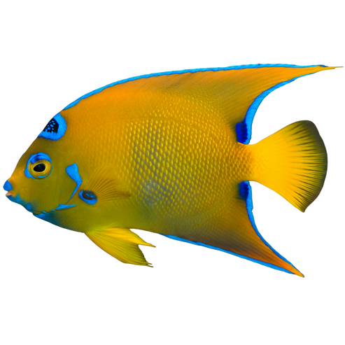 Queen Angelfish (Large 5-7 inches) – Foxy Saltwater Tropicals
