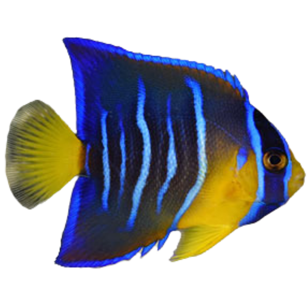 Queen Angelfish (Small 2-3 inches) – Foxy Saltwater Tropicals