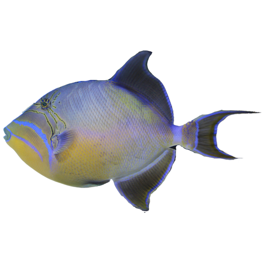 Saltwater Triggerfish For Sale – Foxy Saltwater Tropicals