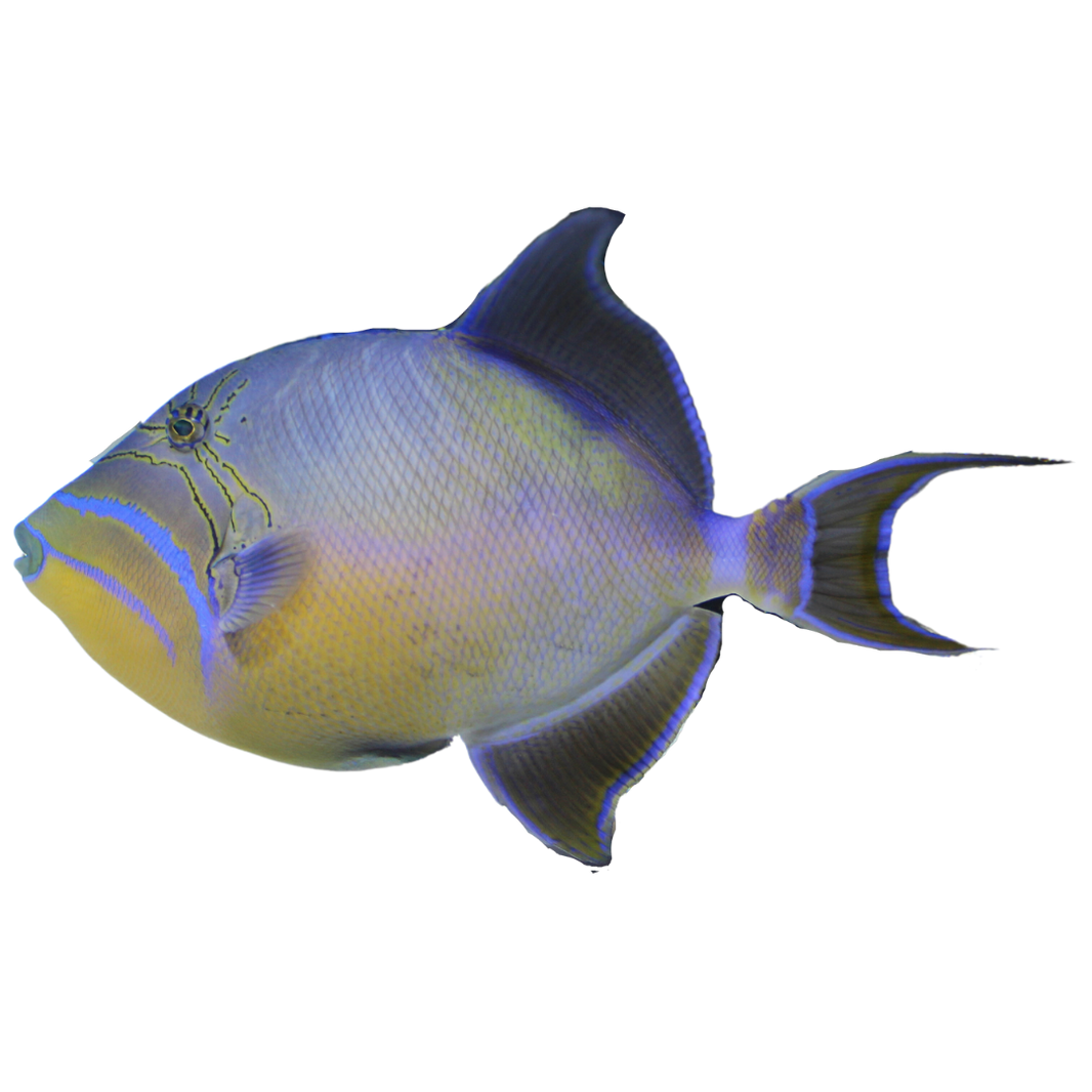 Show Fish For Sale – Foxy Saltwater Tropicals