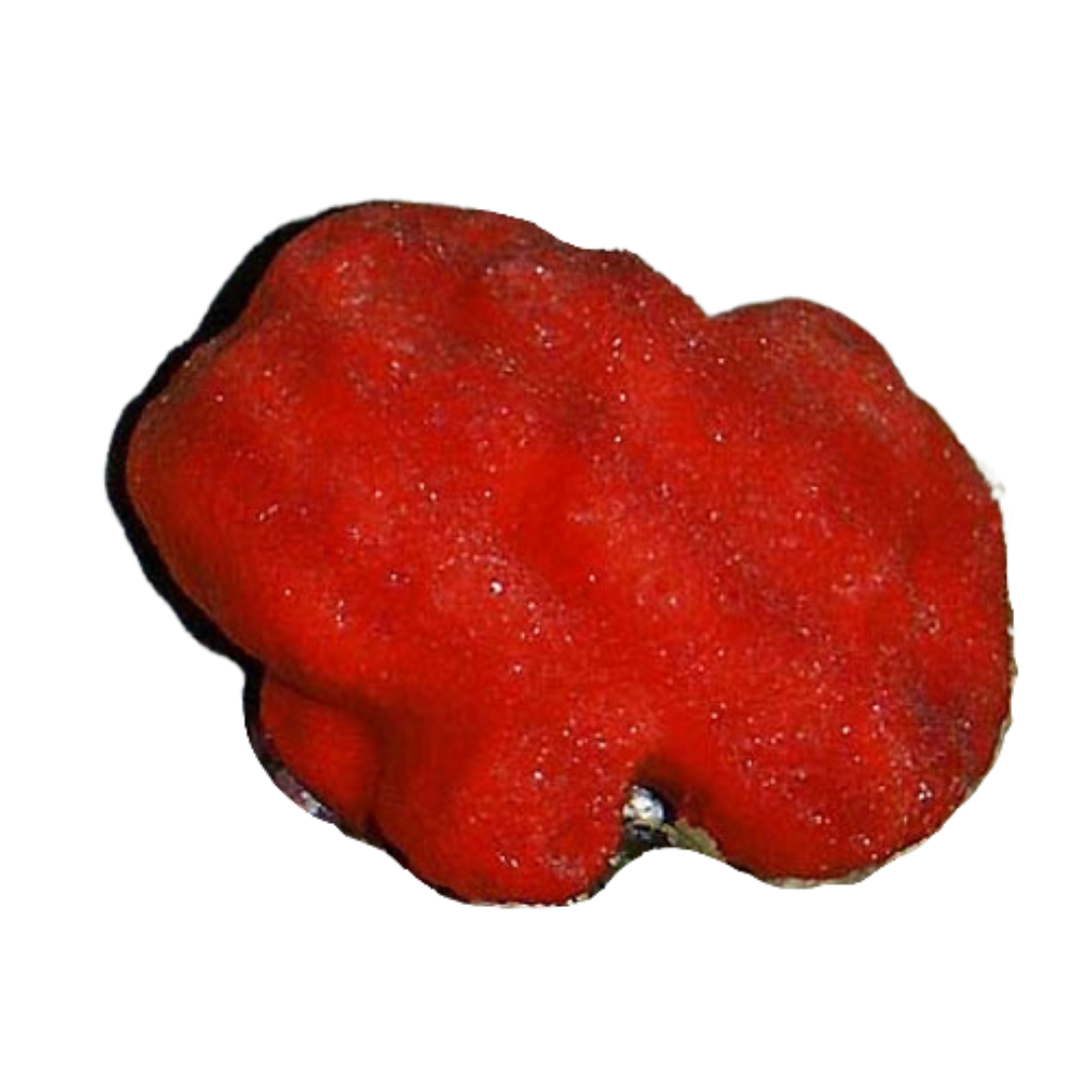 Red Ball Sponge – Foxy Saltwater Tropicals