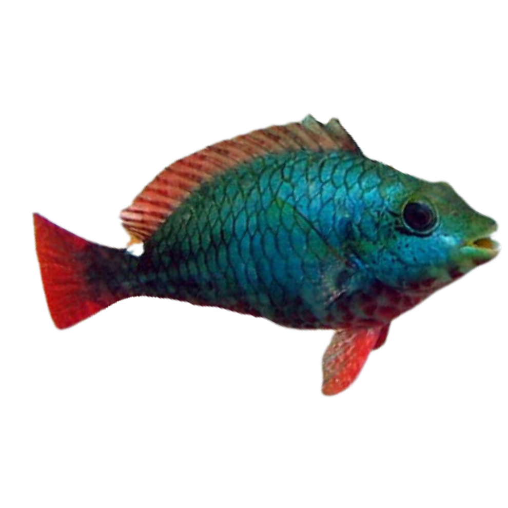 Red Banded Parrotfish – Foxy Saltwater Tropicals