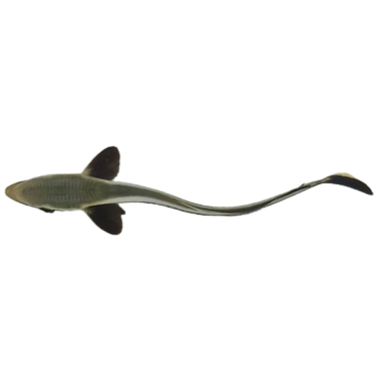 MISC. FISH – Page 3 – Foxy Saltwater Tropicals