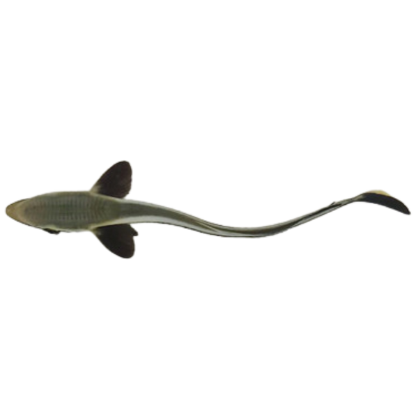 Remora (5-8 inches) – Foxy Saltwater Tropicals