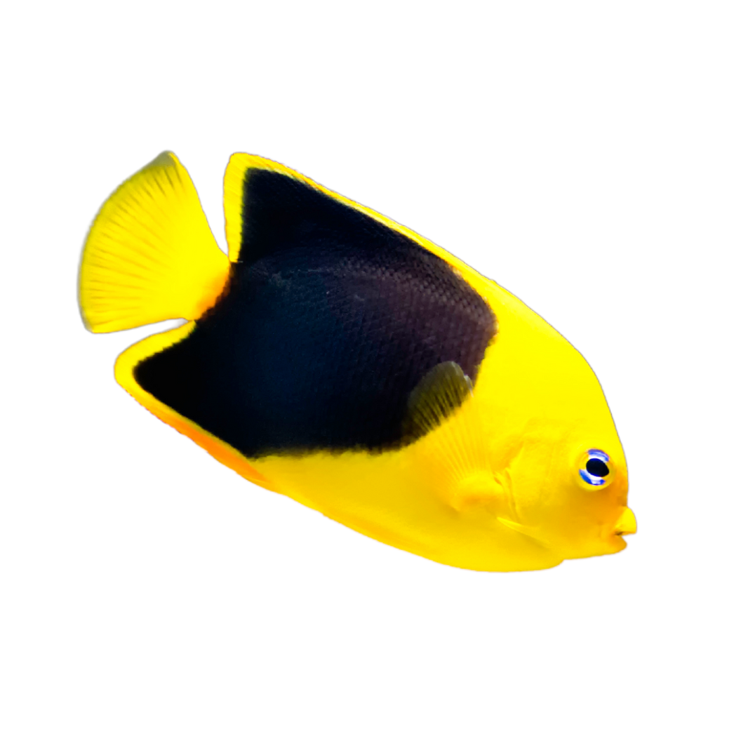 Saltwater Angelfish Collection | Foxy Saltwater Tropicals