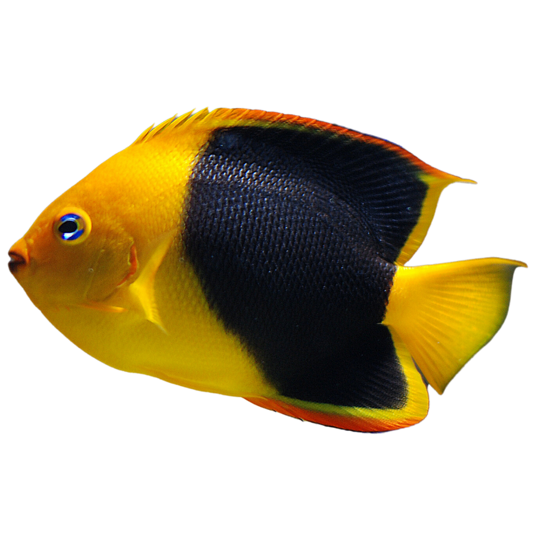 Saltwater Angelfish Collection | Foxy Saltwater Tropicals