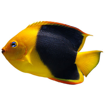 Saltwater Angelfish Collection | Foxy Saltwater Tropicals