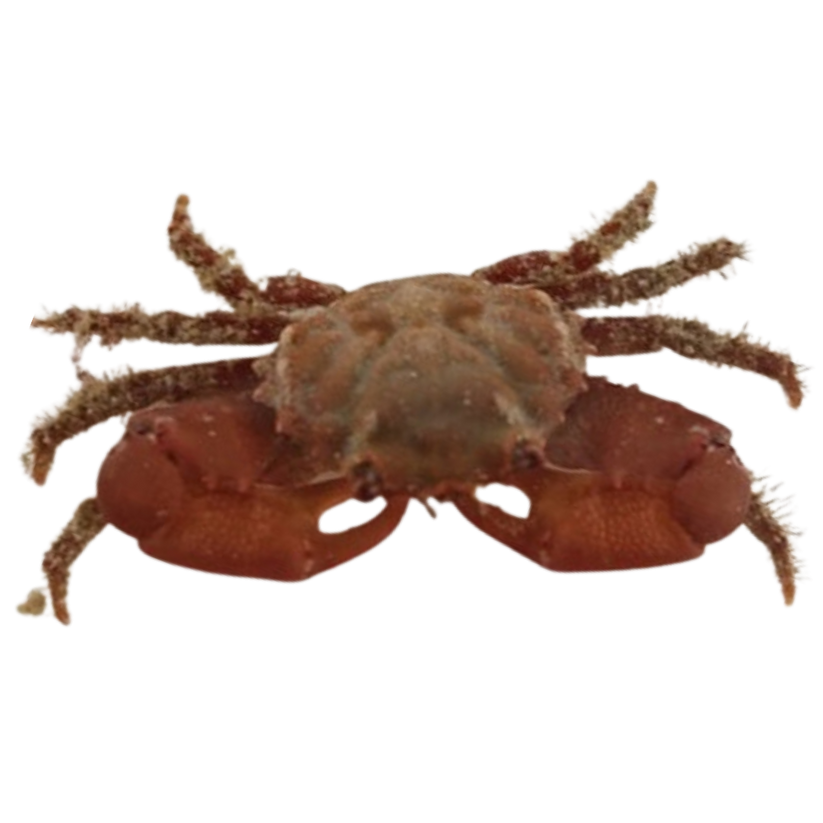 Ruby Emerald Crab – Foxy Saltwater Tropicals