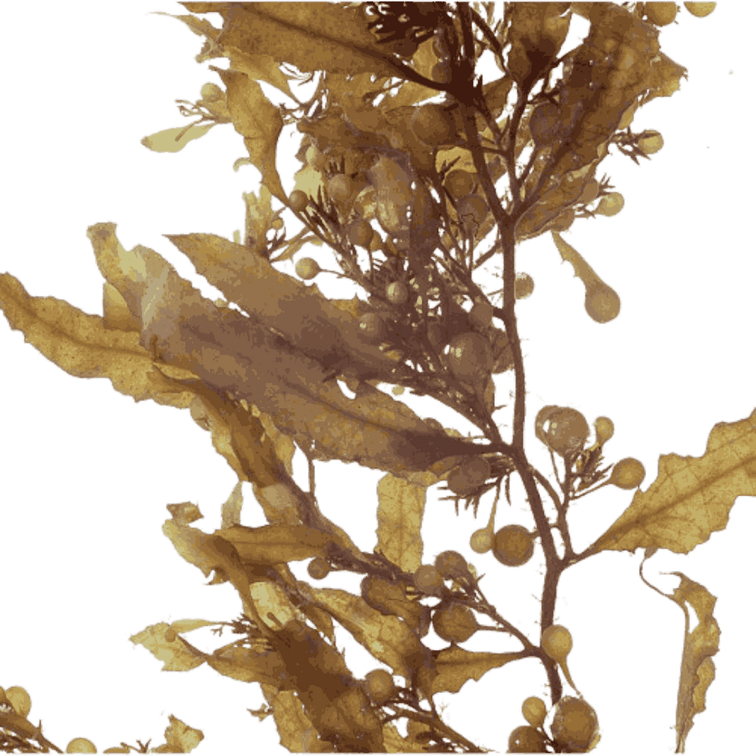 Saltwater Plants | Marine Plants | Macroalgae For Sale – Foxy Saltwater ...