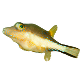 Saltwater Tropical Fish | Direct from the Collector | Foxy Tropicals ...