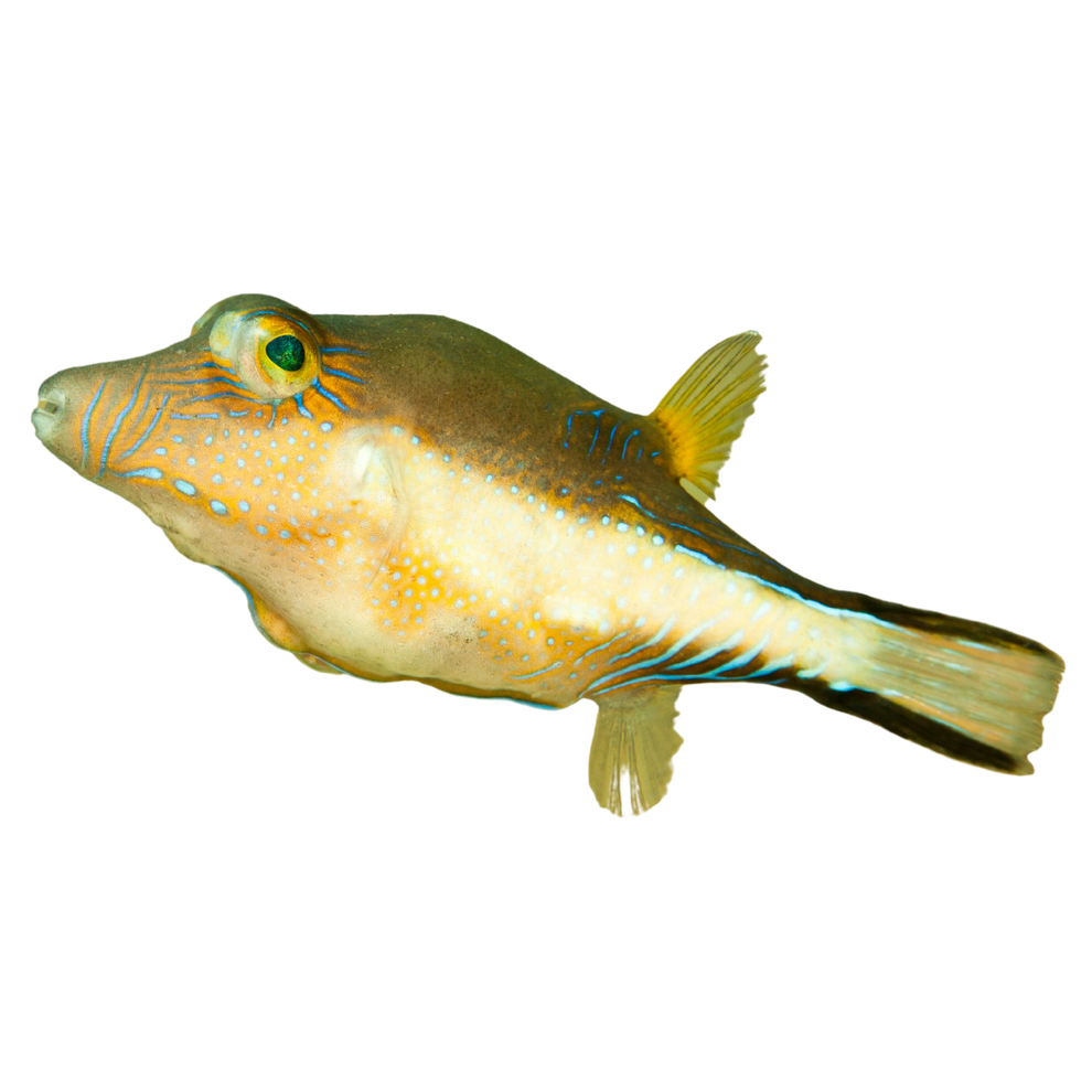 Sharpnose Puffers – Foxy Saltwater Tropicals