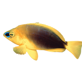 Hamlet Fish For Sale – Foxy Saltwater Tropicals