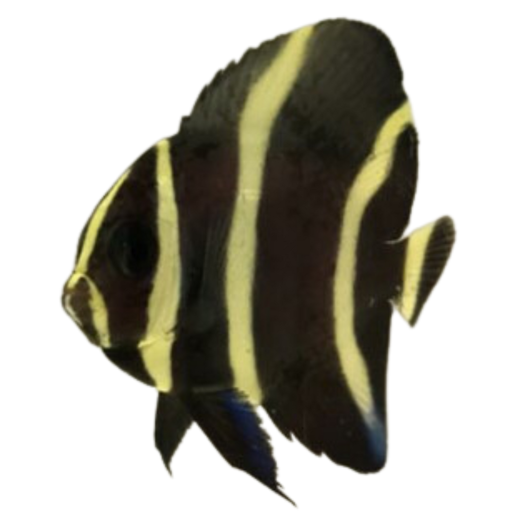 Saltwater Angelfish Collection | Foxy Saltwater Tropicals